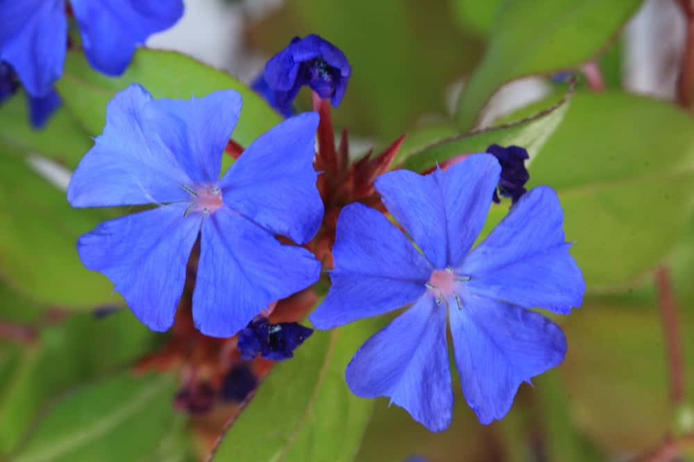 5. Bachblüte Cerato: Vertraue deiner Intuition